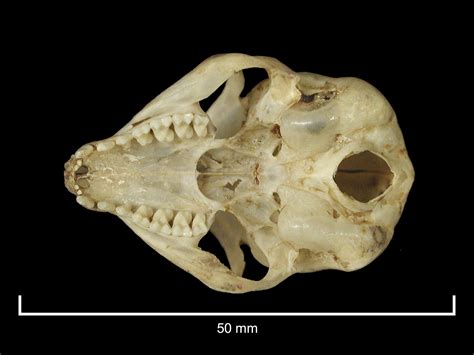 Galago Skull