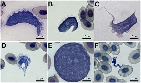 Photomicrographs Of The 6 Trypanosome Morphotypes Isolated In This