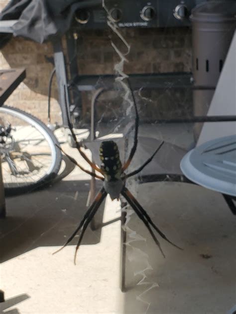 Spider From The Video I Posted The Other Day Rspiderbro