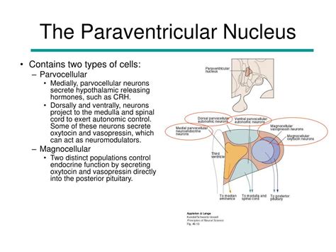 Ppt Hypothalamus And Limbic System Powerpoint Presentation Free Download Id 3884230