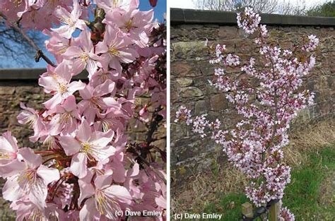 Ruby Keele University