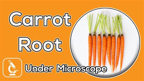Under Microscope What Does Carrot Root Look Like Under The Microscope