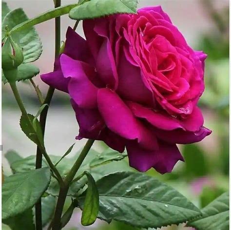 عفتي سر سعادتي