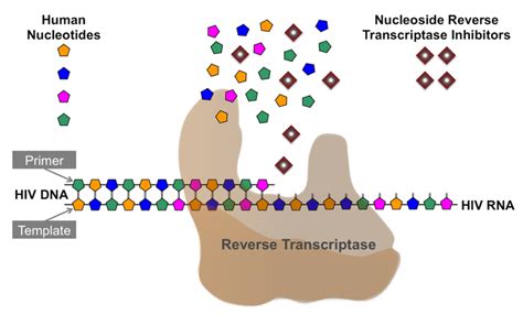 Rapid Growth Of Global Reverse Transcriptase Enzymes Market Will