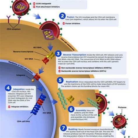 Model Of How Different Drug Classes Block Steps Of Hiv Replication Download Scientific Diagram