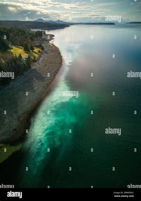 Herring Spawn Patches Hi Res Stock Photography And Images Alamy