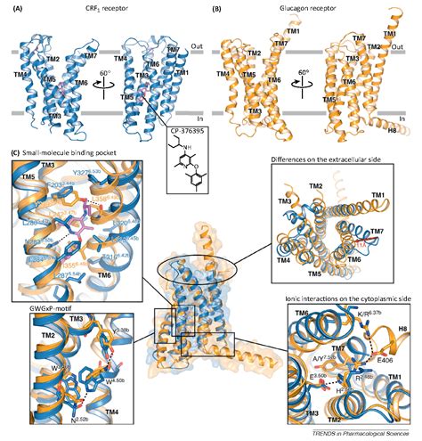Corticorelin Acetate Semantic Scholar