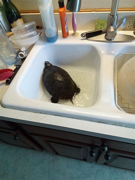 Turtle In The Sink Lol Rredearedsliders
