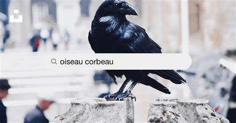 Corneille Oiseau Photos Télécharger Des Images Gratuites Sur Unsplash