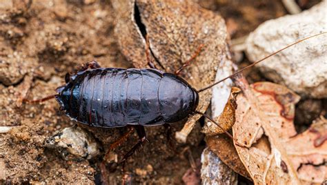 The California Guide To The Oriental Cockroach Blatta Orientalis