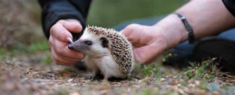 Where Do Hedgehogs Hibernate Important Facts