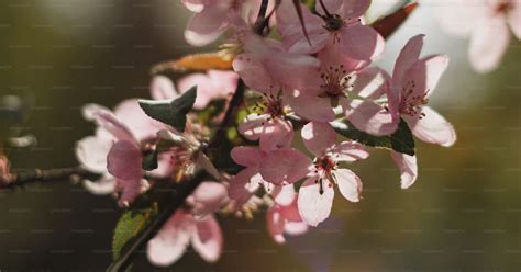 분홍색 꽃으로 나뭇 가지를 닫습니다 사진 Unsplash의 라이트룸 이미지