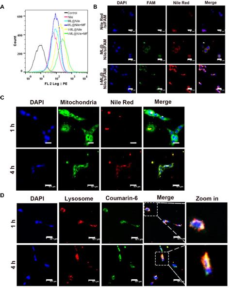 Cellular Uptake And Biodistribution A Flow Cytometry Test Results Of