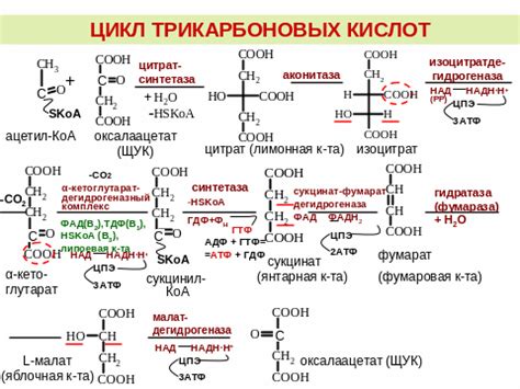 Превращение сукцинил-КоА в сукцинат
