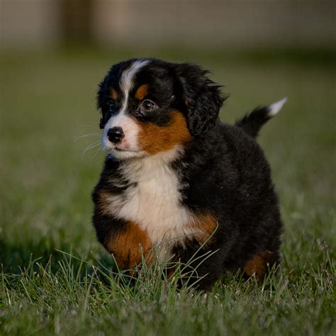 Understanding The Different Bernedoodle Coats Bernedoodles