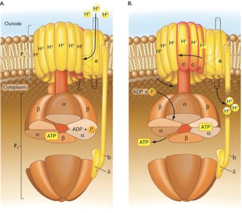 Chapter Flashcards Quizlet