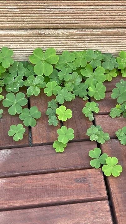 세잎클로버의 꽃말 Youtube