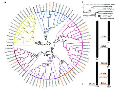 The Time Calibrated Maximum Liklihood Phylogenetic Tree Of Dcls Genes