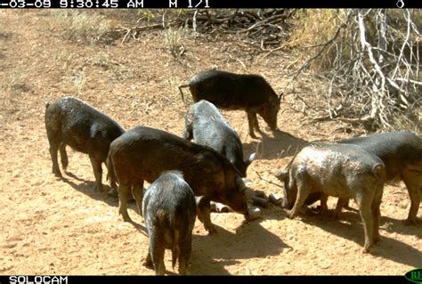 Feral pig HOGGONE® baiting trials in Goondiwindi, Qld - PestSmart