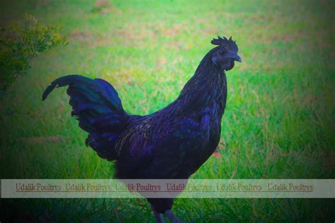 Male Kadaknath Chicken At ₹ 800piece In Udgir Id 16396641473