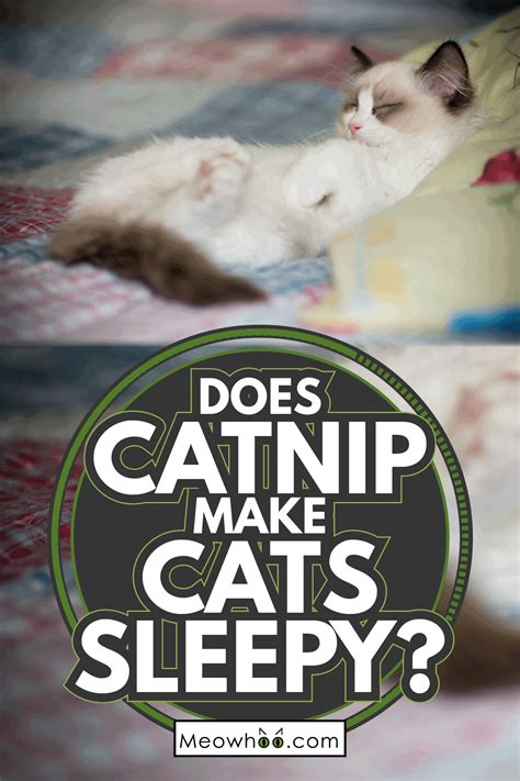 Does Catnip Make Cats Sleepy The Answer