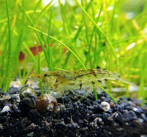 Caridina Or Neocaridina R Shrimptank