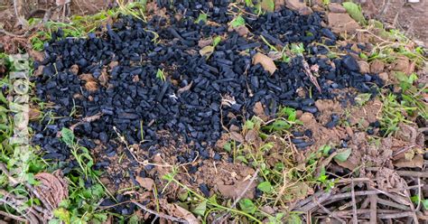 What Is The Difference Between Biochar And Compost Wakefield Biochar