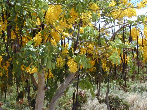 Characteristics Of The Medicinal Amaltas Or Cassia Fistula Plant Healdove