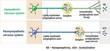 Autonomic Nervous System Sympathetic And Parasympathetic Anatomy Qa