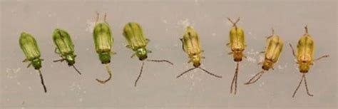 Use Sticky Traps To Check For Corn Rootworm Activity