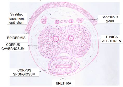 Seminal Vesicle Histology Labeled