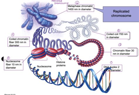 Genomes Flashcards Quizlet