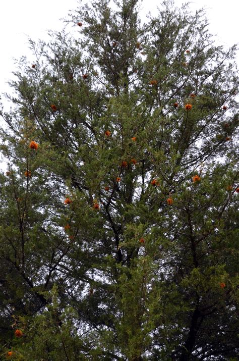 Apple Cedar Rust 4 Lives And Legacies