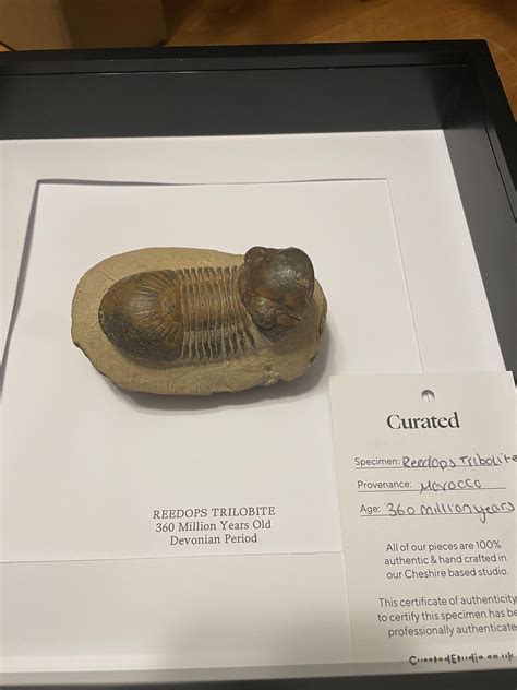 I Own A 360 Million Year Old Trilobite Fossil R Submitted