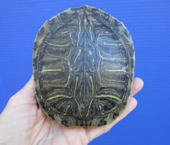 Red Eared Slider Turtle Shell 4 1 2 X 4 Inches 17 99