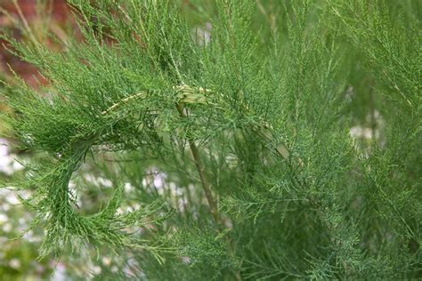 How To Grow A Tamarisk Tree Bbc Gardeners World Magazine