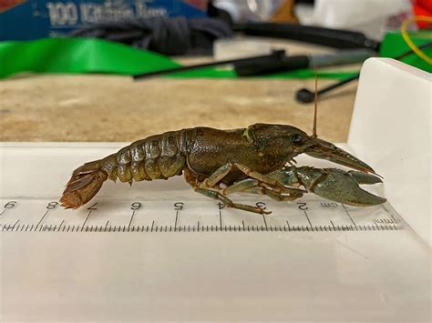 Water Monitoring Group Finds 16 Invasive Crayfish In Nose Creek In Less