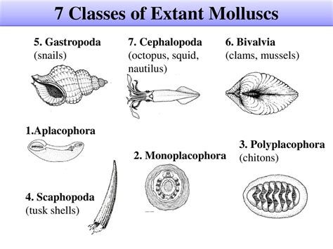 General Features Classification And Examples Ppt Download