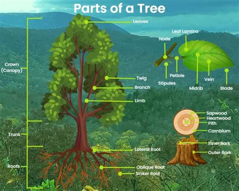 Tree Diagram With Labelled Parts And Functions