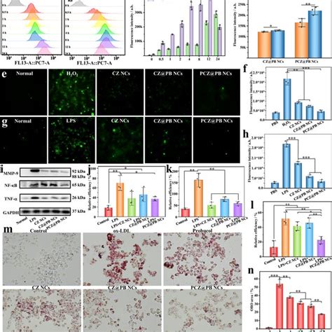 Characterization Of The Biomimetic Nanodrugs Pczpb Ncs And Download Scientific Diagram