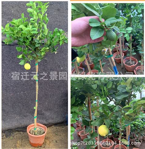 柠檬树植物 柠檬树盆栽 柠檬树花 第10页 大山谷图库