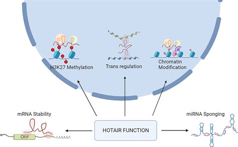 the multifaceted functions of long non coding rna hotair in