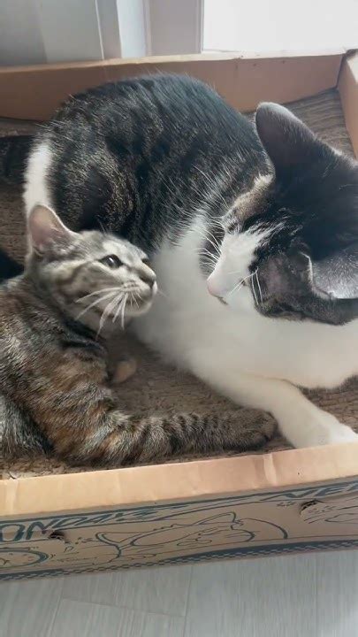 귀 파주는 법 고양이 반려묘 유기묘 아기고양이 집사인생 냥냥이 Youtube