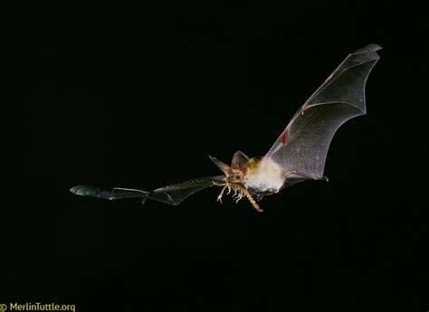 Bats Hunt Their Prey Using Private And Social Information