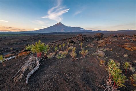 Primary Succession After Volcano Eruption