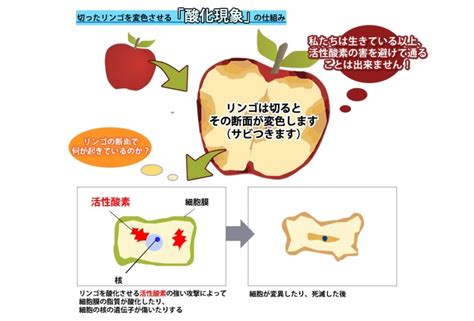（2）－1 活性酸素 …細胞レベルの老化の原因 メープル木更津クリニック