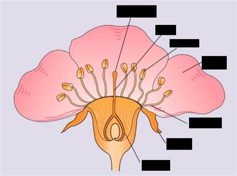 Ib Biology Topic 9 Igcse Biology Igcse Biology Drugs Igcse Biology Human Reproduction