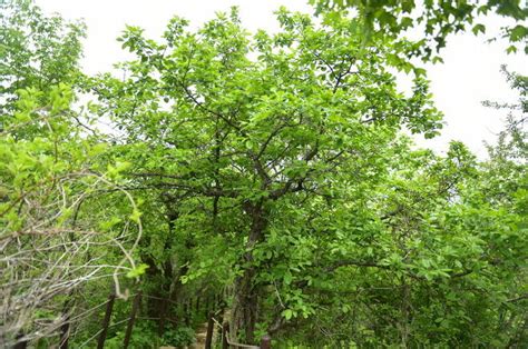 갈매나무와 쟁기질