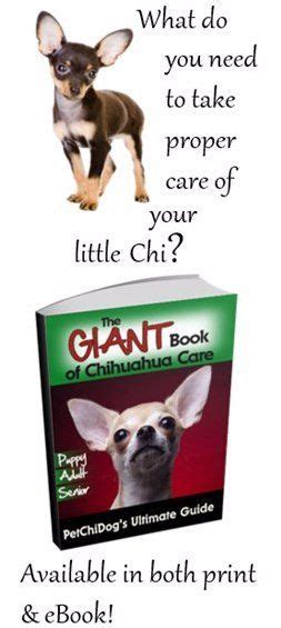 Chihuahua Heat Cycle Female Owner Information