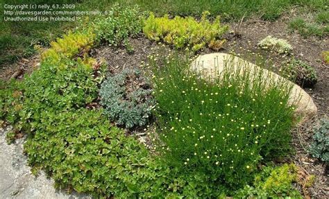 PlantFiles Pictures: Green Santolina (Santolina pinnata) by nelly_63